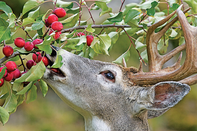Strawberry Bush for Deer: Why Are They Called Best Plants For Deer ...